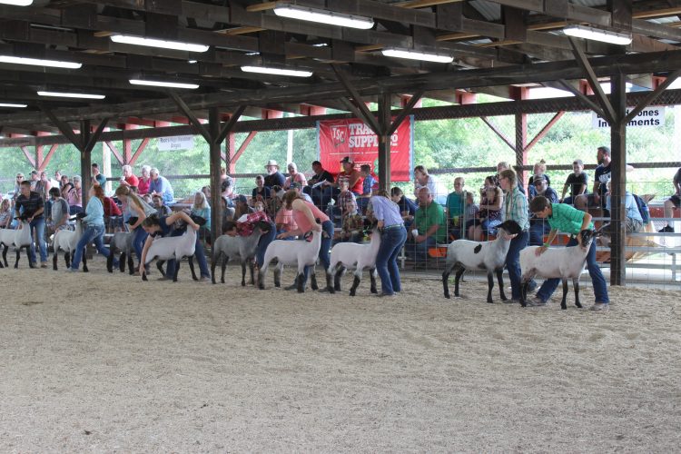 4-H members exhibit lambs, sheep at County Fair | News, Sports, Jobs ...